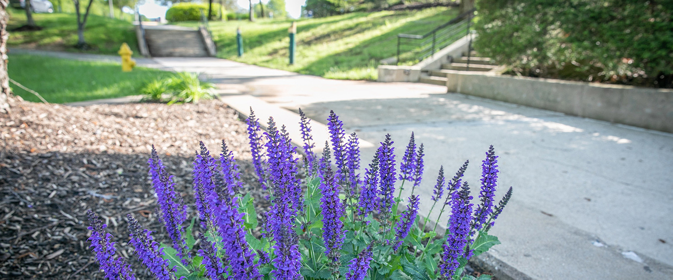 Student Government Association | Northern Virginia Community College